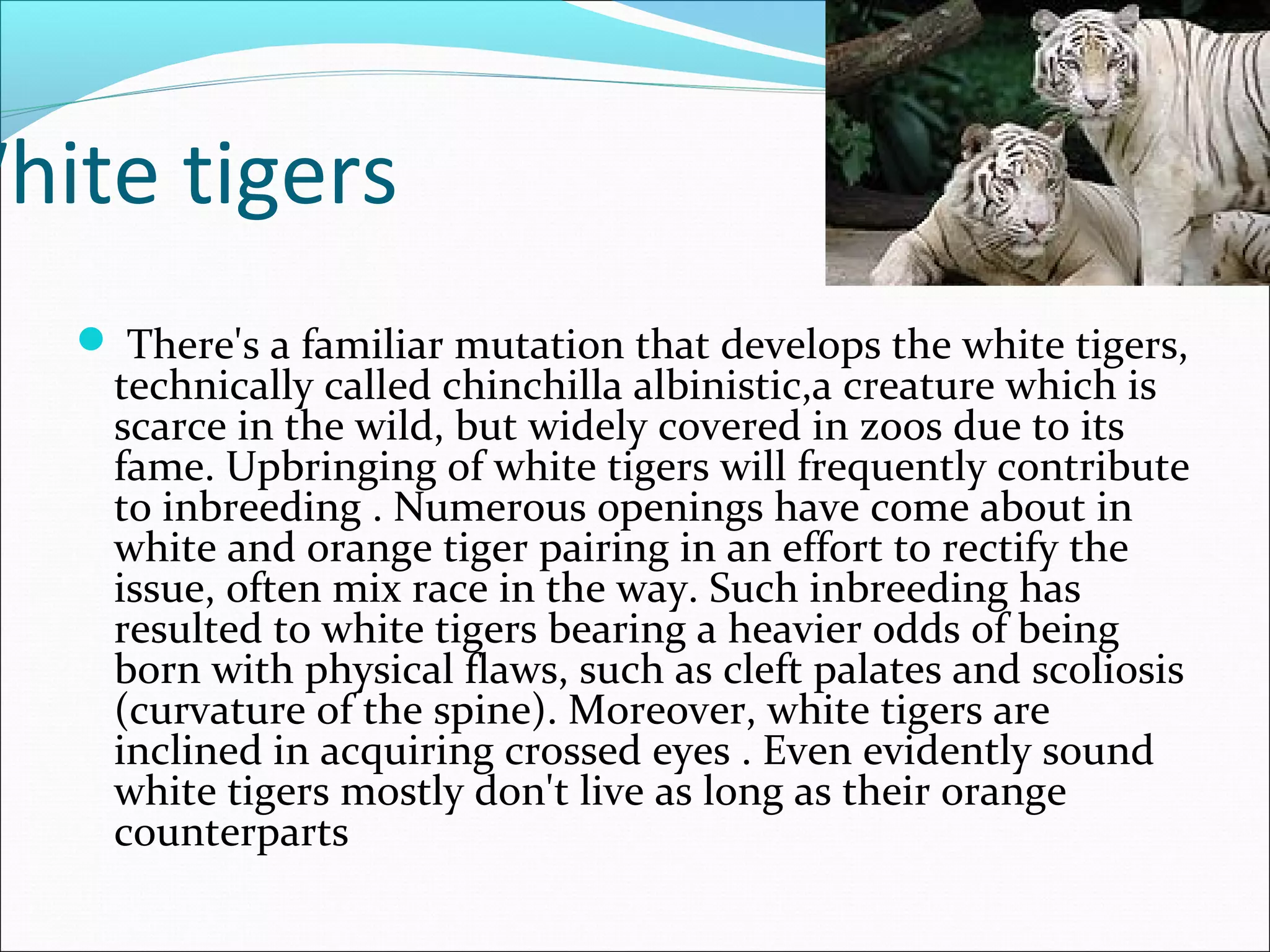 Save the tigers | PPT