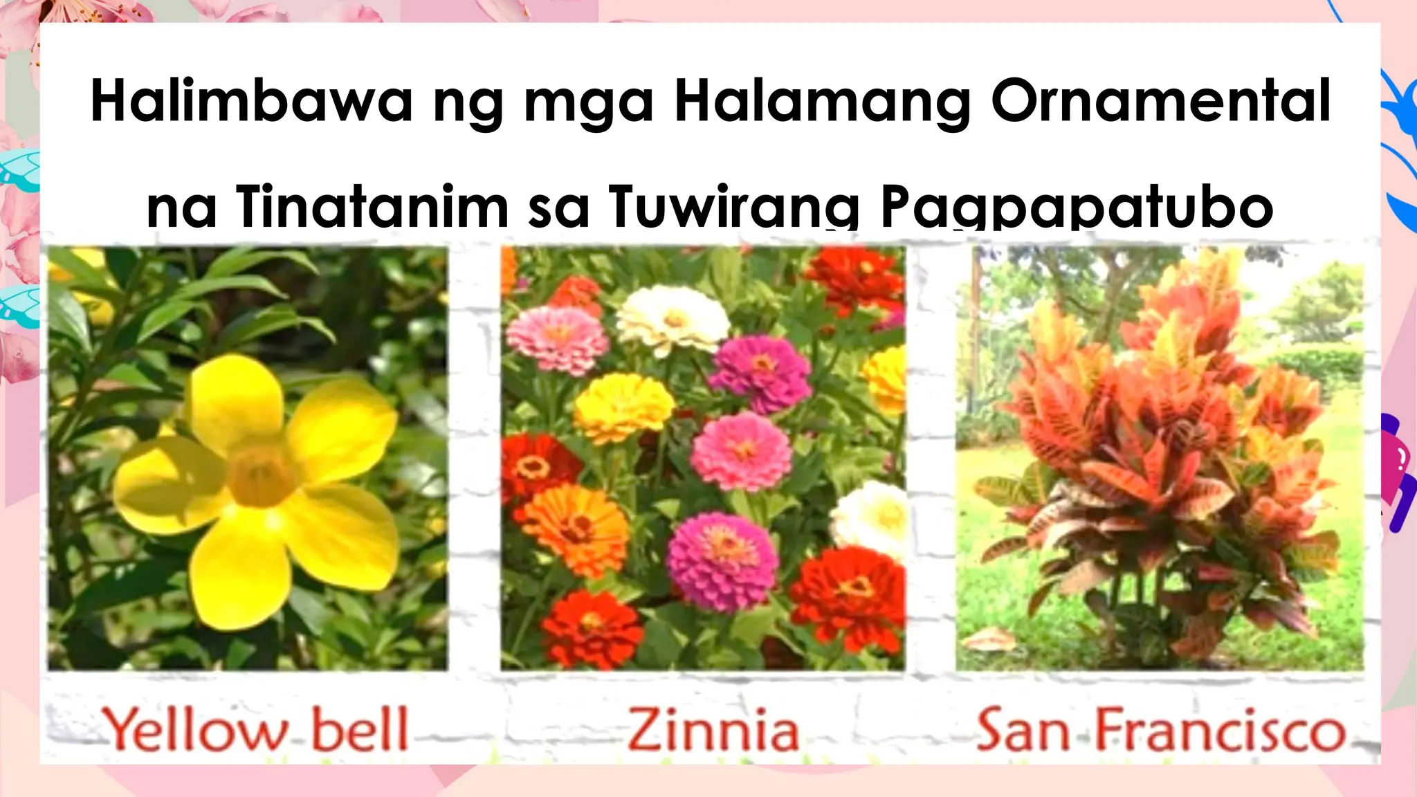 Paraan ng pagtatanim ng Halamang Ornamental.pptx