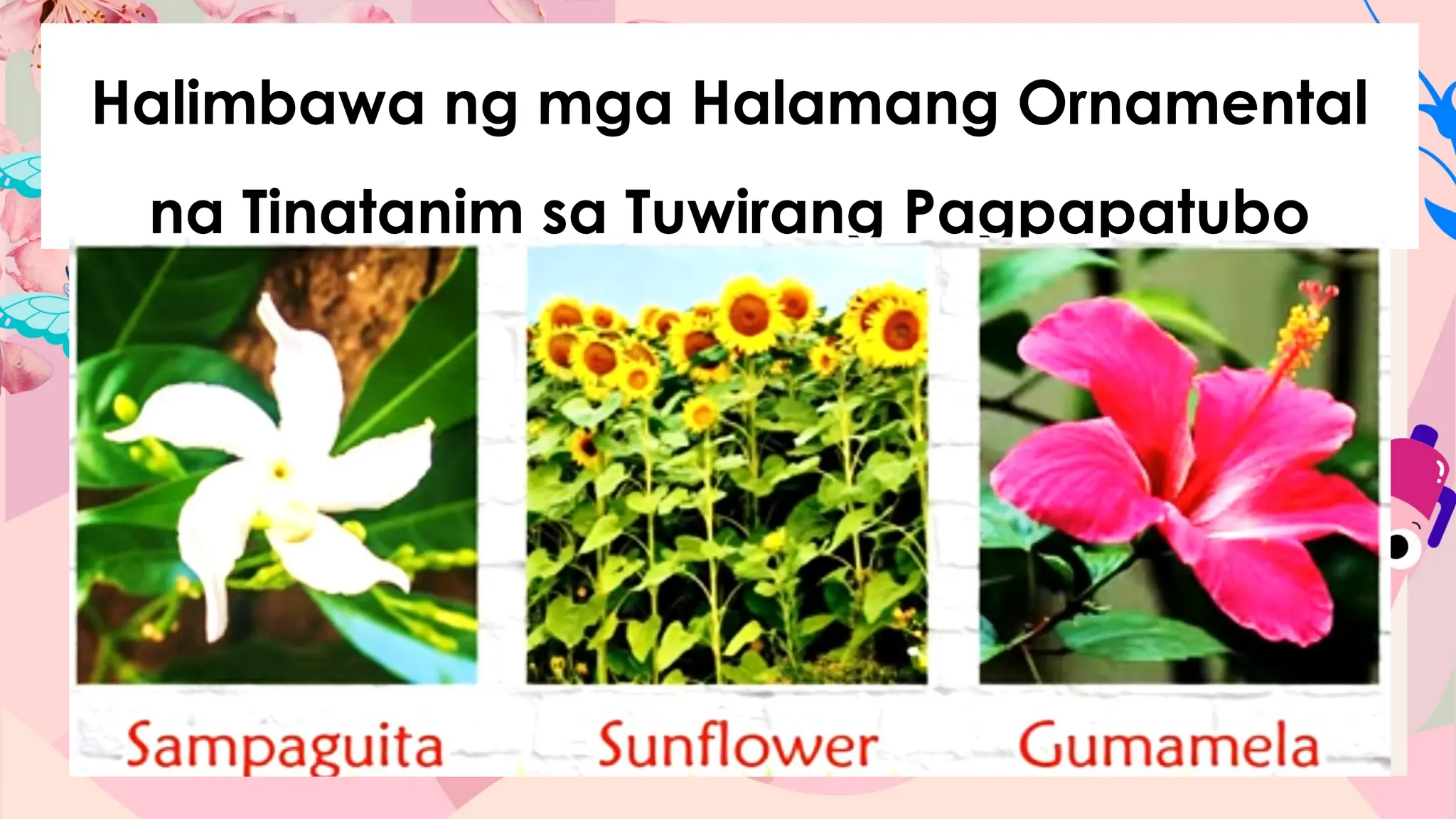 Paraan ng pagtatanim ng Halamang Ornamental.pptx