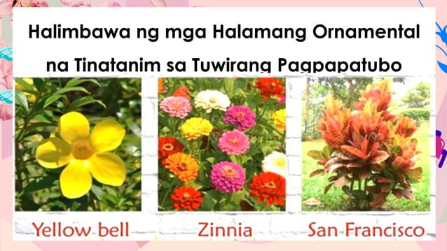 Paraan ng pagtatanim ng Halamang Ornamental.pptx