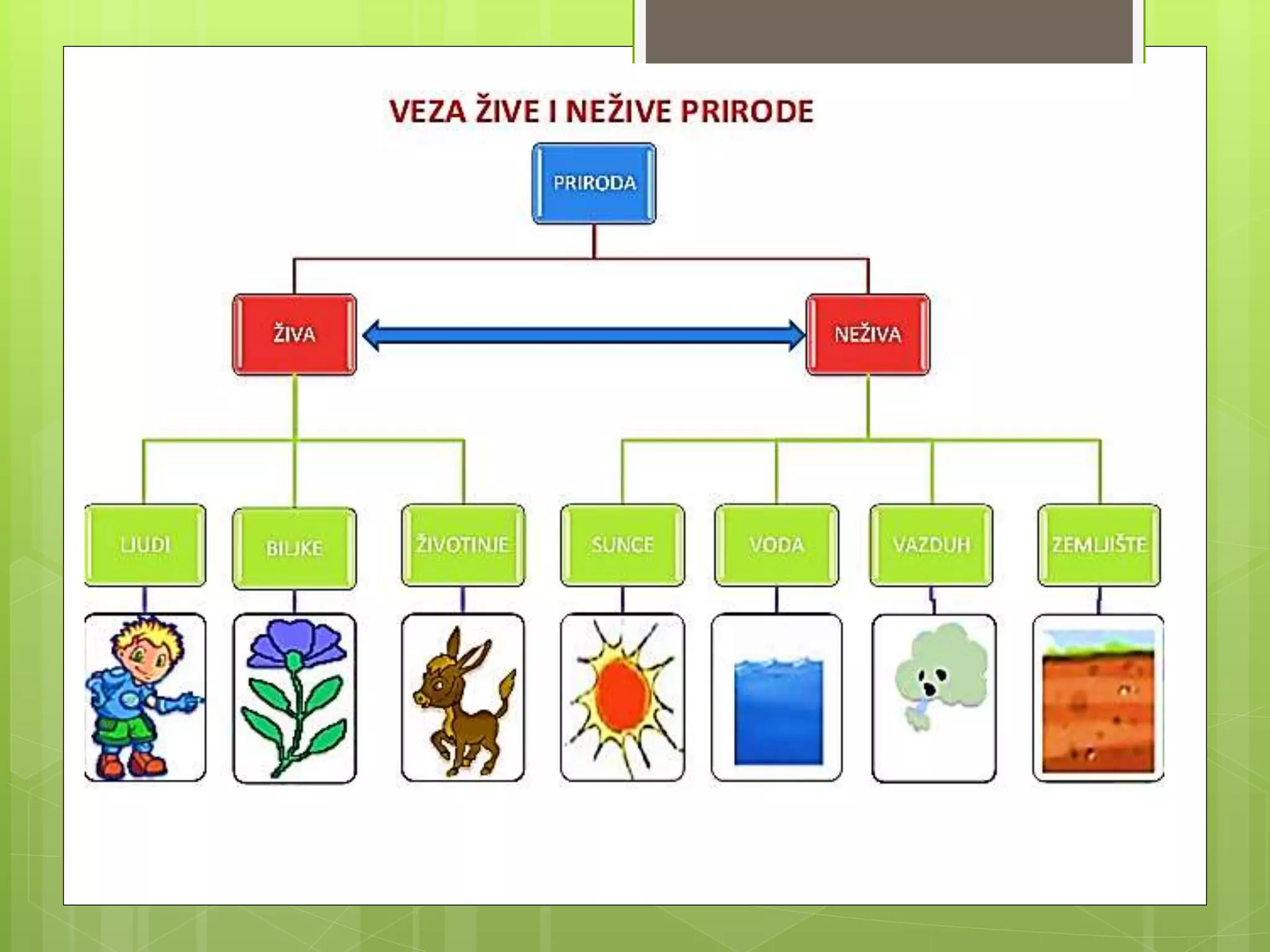 1 Ziva bica, neziva priroda i biologija | PPTX