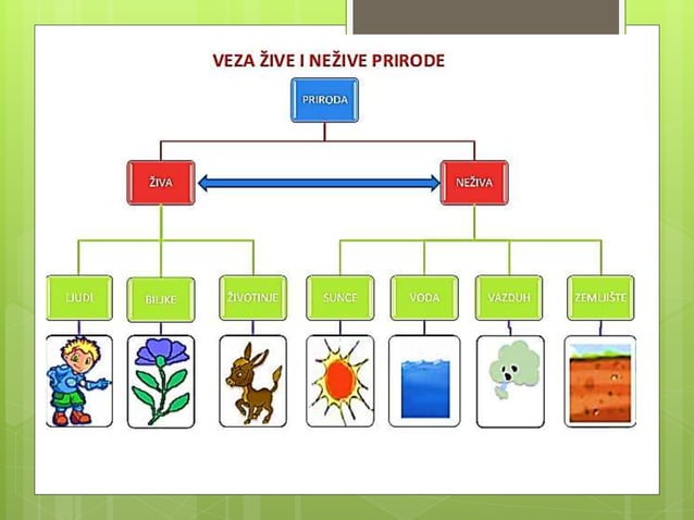 1 Ziva bica, neziva priroda i biologija | PPTX