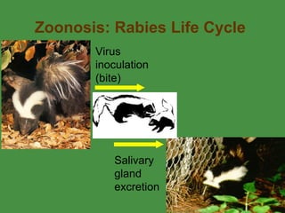 1 Zoonoses Intro Dunne | PPT | Infectious Diseases | Diseases and ...