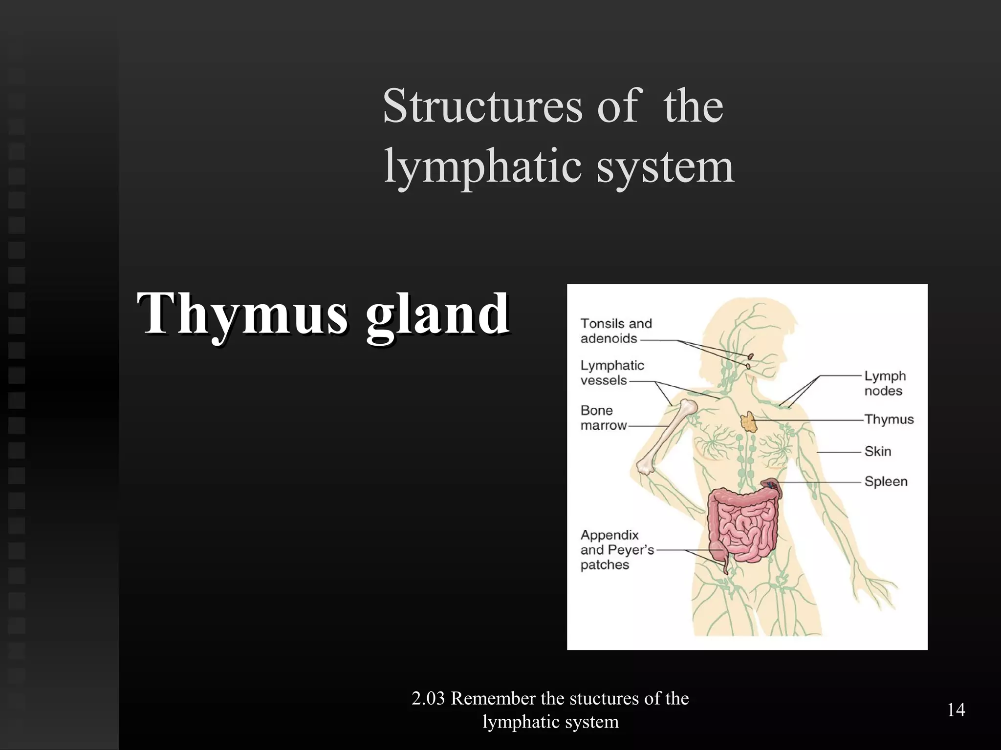Structures of the Lymphatic System | PPT