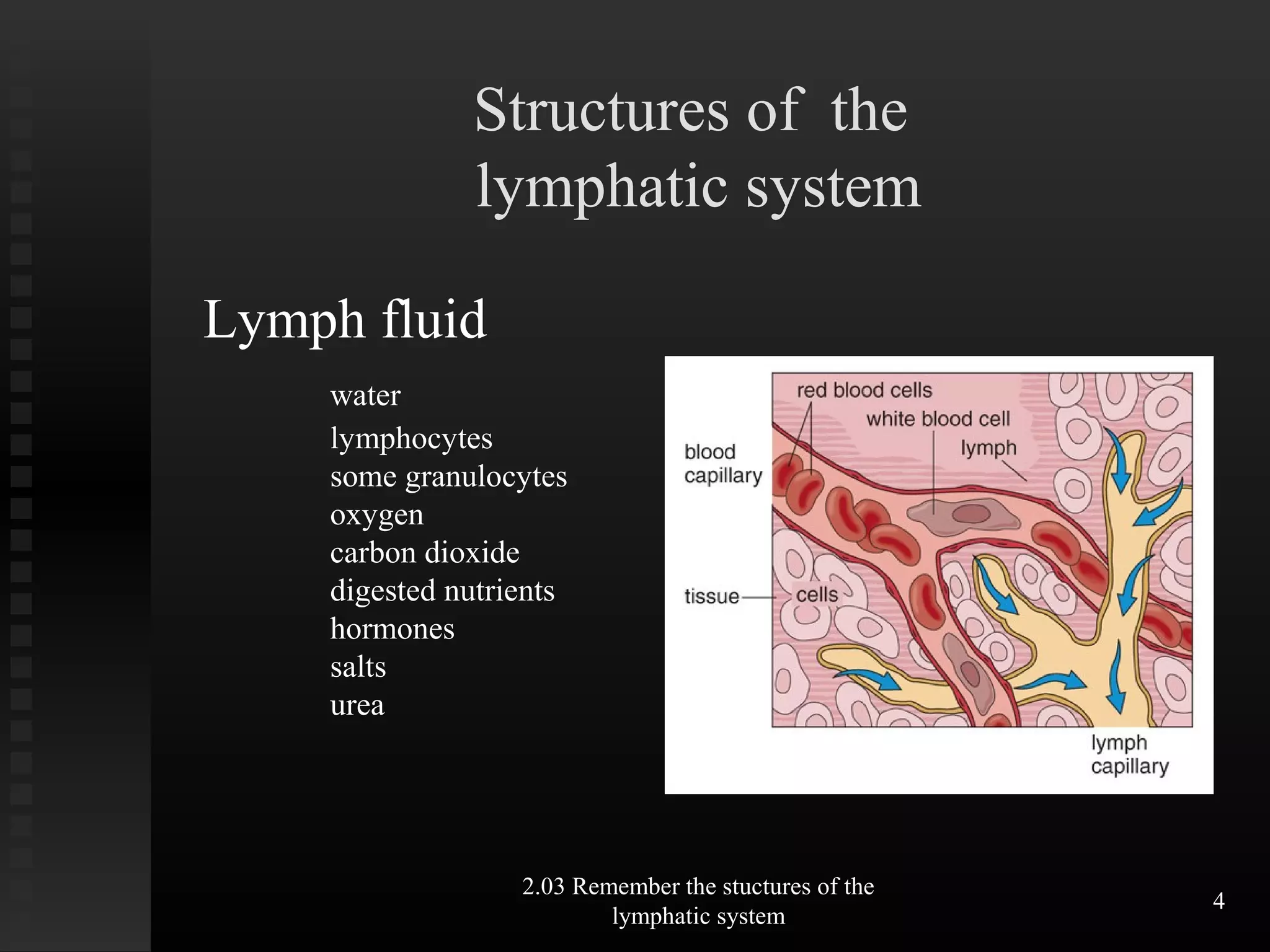 Structures of the Lymphatic System | PPT
