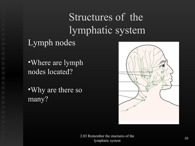 Structures of the Lymphatic System | PPT | Ear, Nose and Throat ...