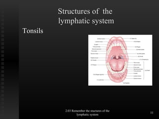 Structures of the Lymphatic System | PPT | Ear, Nose and Throat ...