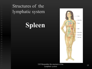 Structures of the Lymphatic System | PPT | Ear, Nose and Throat ...