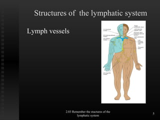 Structures of the Lymphatic System | PPT | Ear, Nose and Throat ...