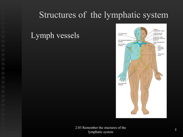 Structures of the Lymphatic System | PPT | Ear, Nose and Throat ...