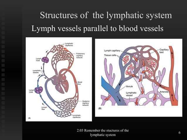 Structures of the Lymphatic System | PPT | Ear, Nose and Throat ...