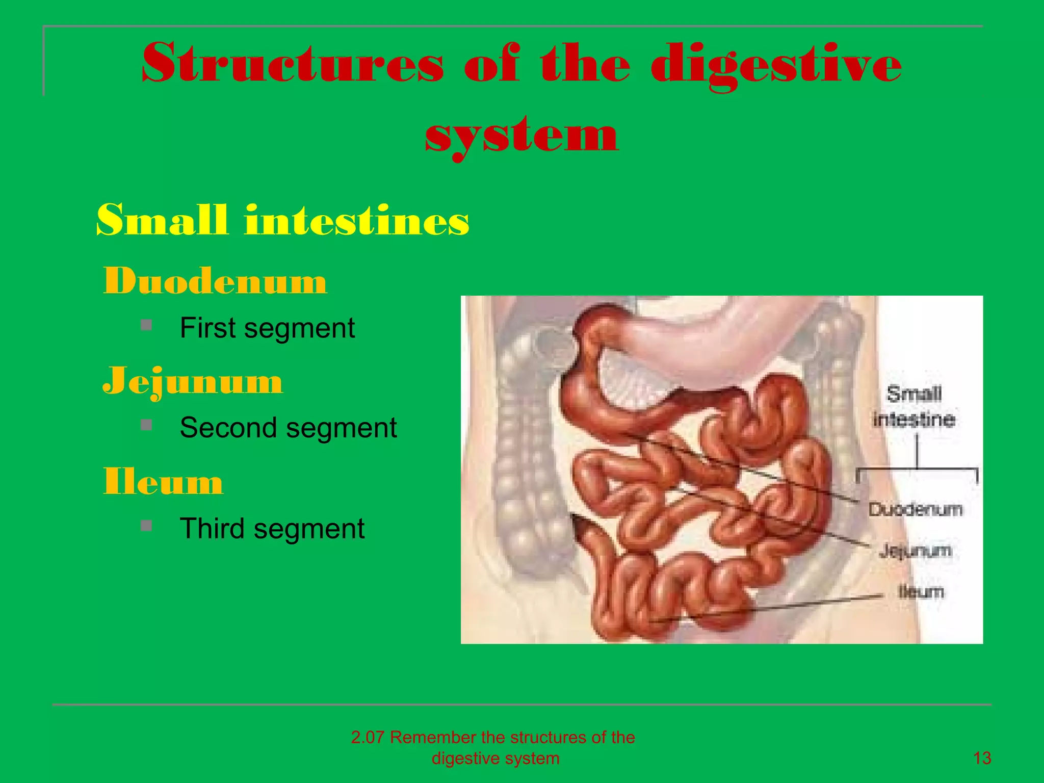 Structures of the Digestive System | PPT