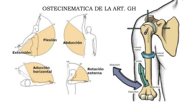 2.1 Osteologia hombro