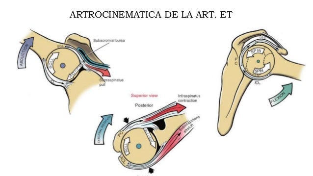 2.1 Osteologia hombro