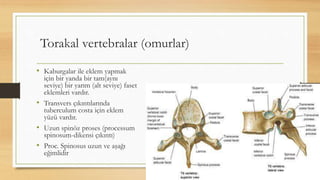 2-1-toraks-duvarı.pptx