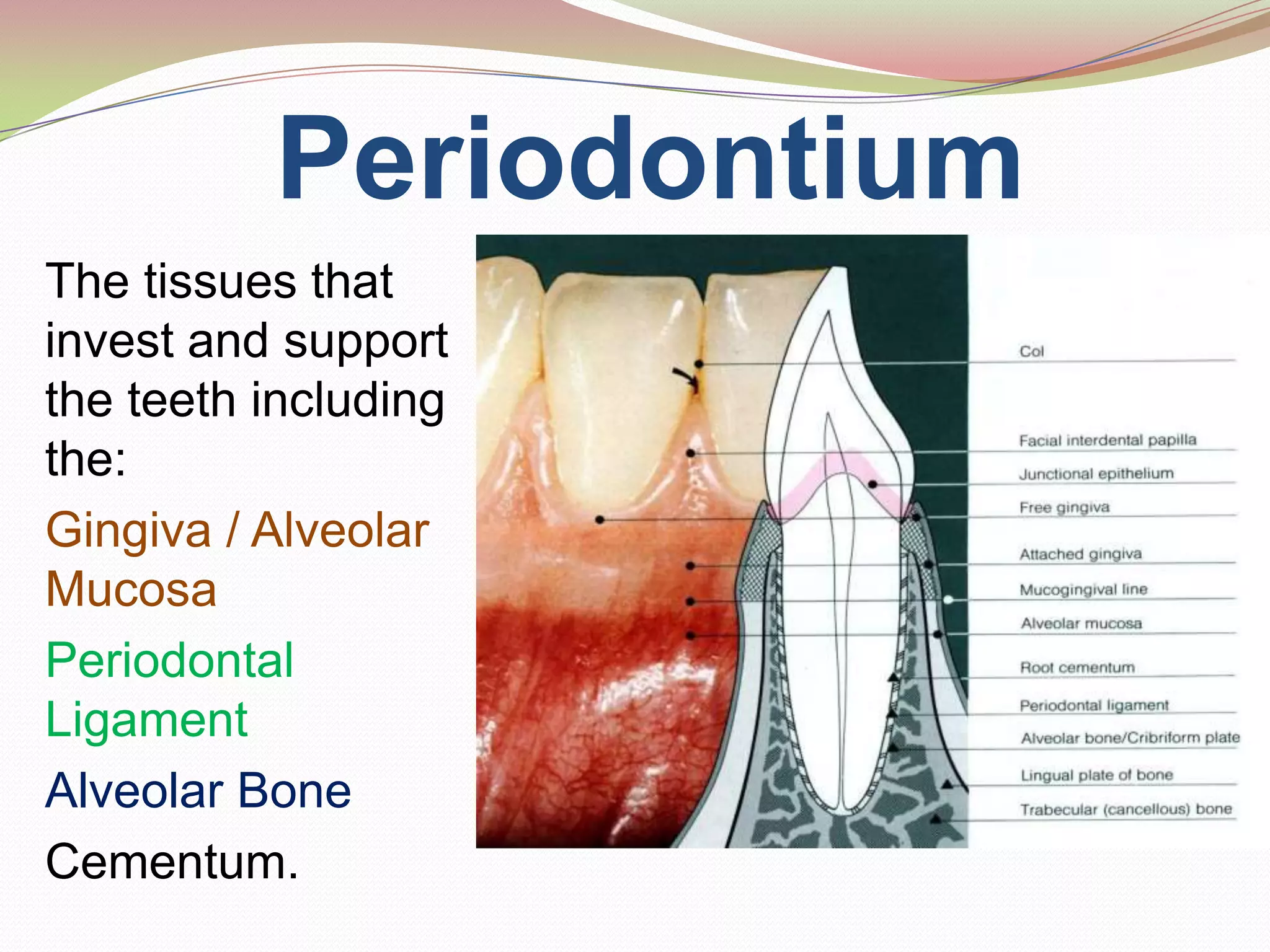 Introduction to Periodontics | PPTX