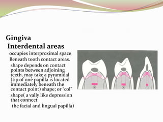 Introduction to Periodontics | PPTX