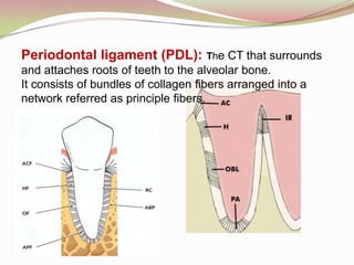 Introduction to Periodontics | PPTX