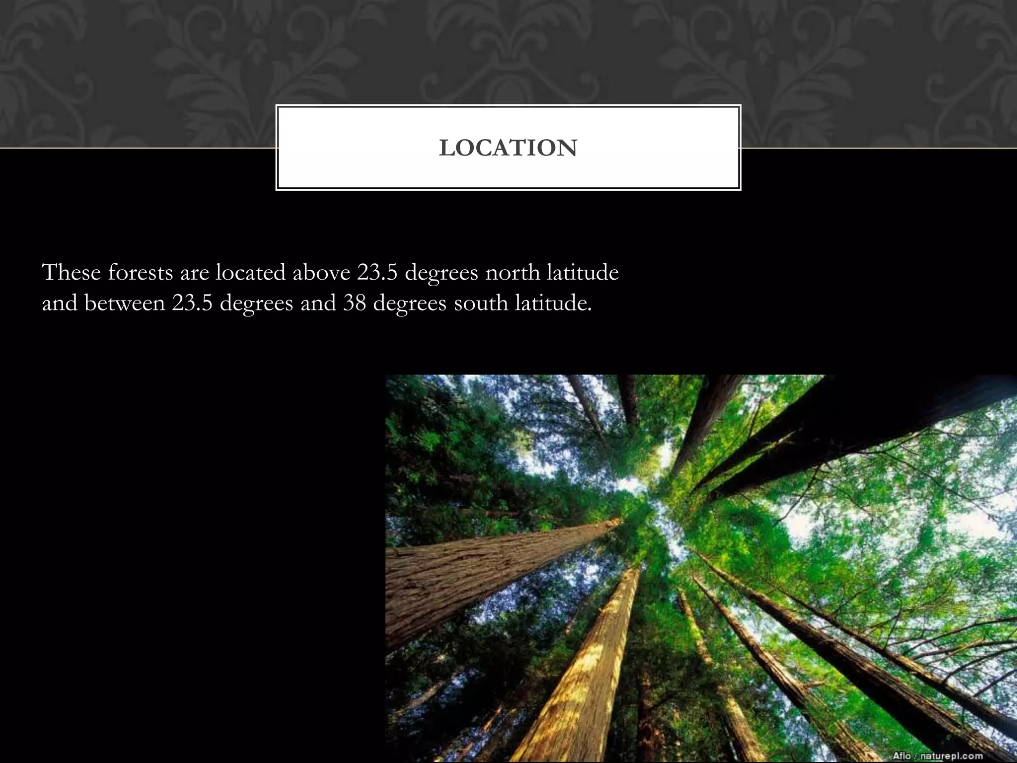 Temperate Deciduous Forest | PPTX