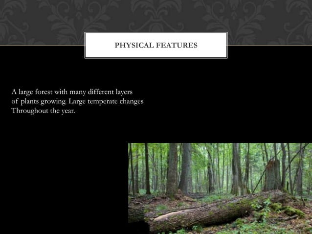 Temperate Deciduous Forest | PPTX