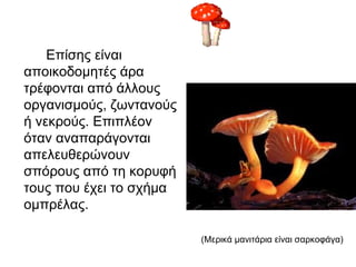 ΤΑ ΜΑΝΙΤΑΡΙΑ | PPT