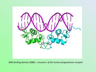 nuclear envelope | PPT