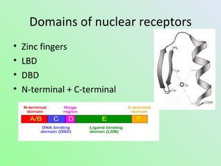 nuclear envelope | PPT