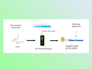 nuclear envelope | PPT