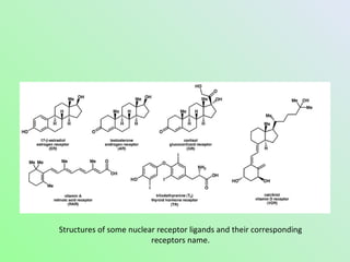 nuclear envelope | PPT
