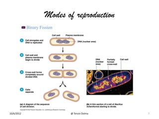 E coli | PPT