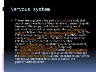 Nervous System | PPT