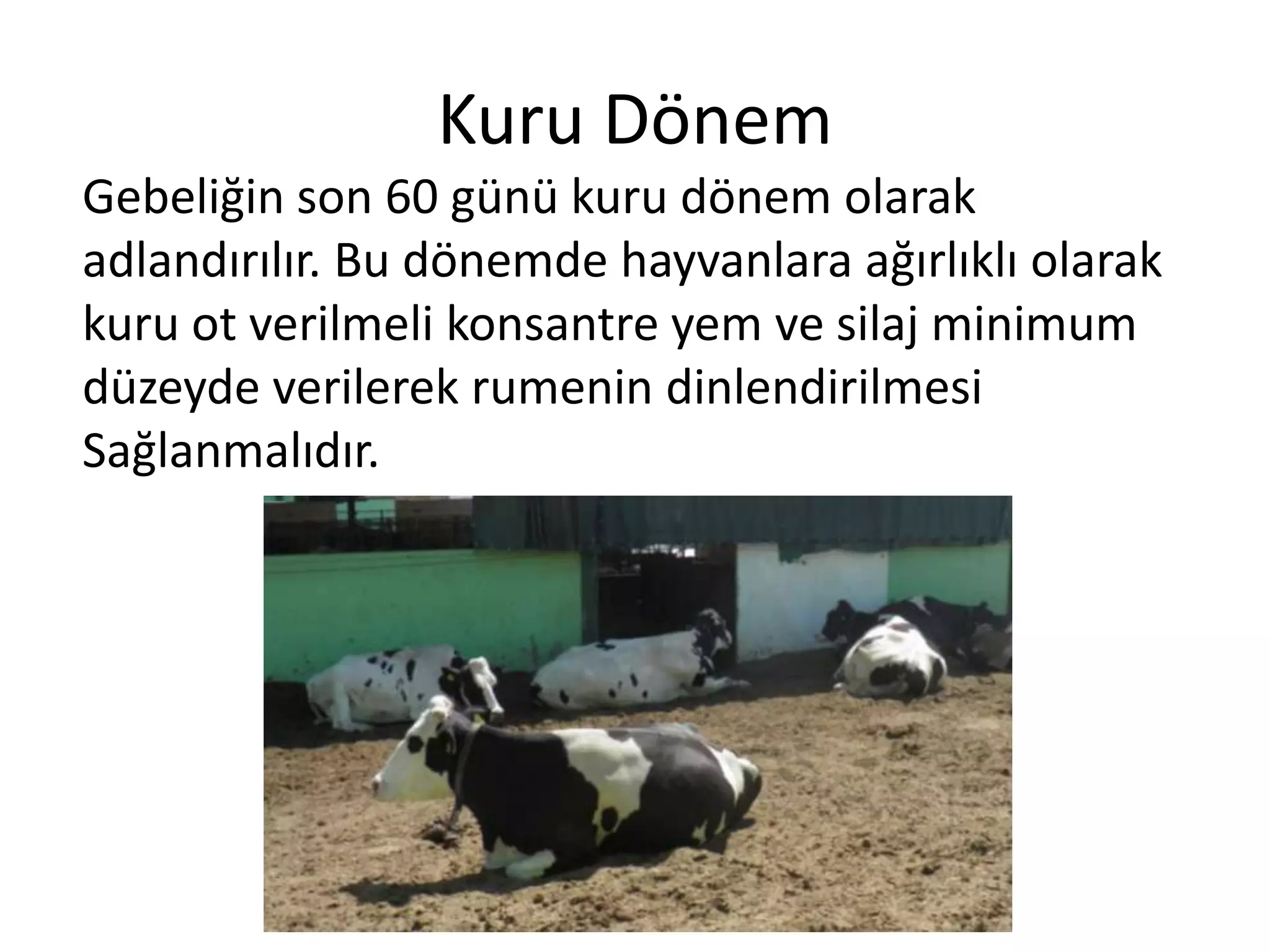 Kuru Dönem Bakım-Beslemesi | PPTX
