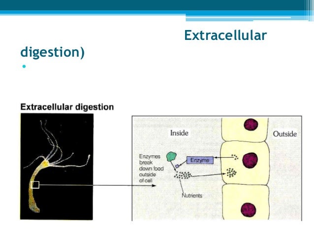 Strategies For Extracellular Digestion Of Complex