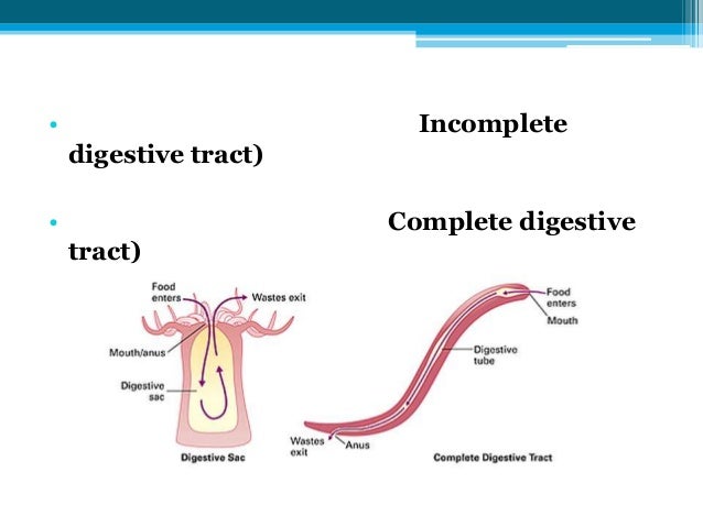 การย่อยอาหาร2