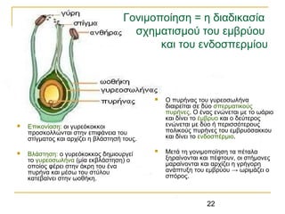 μορφολογία του καλλιεργούμενου φυτού 2 | PPT