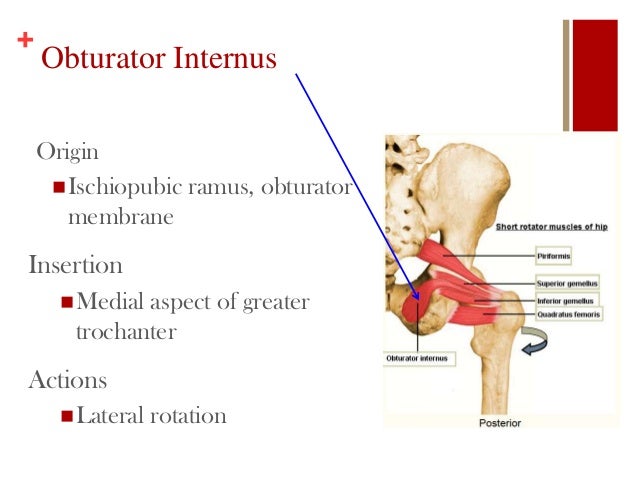 Obturator Externus Origin And Insertion MEDIAL COMPARTMENT OF THE
