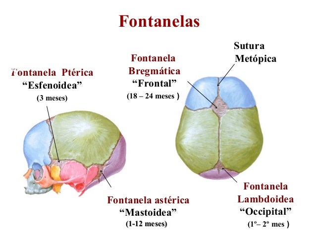 EL SISTEMA ESQUELÉTICO . INFORMACIÓN MUY IMPORTANTE