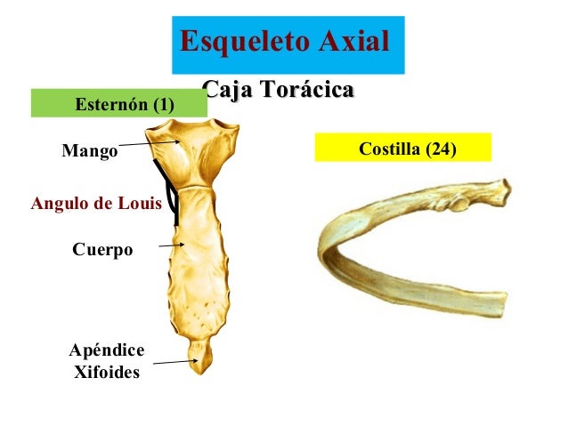 Xifoides Prominente Apófisis Xifoides En Bebés TodoPapás
