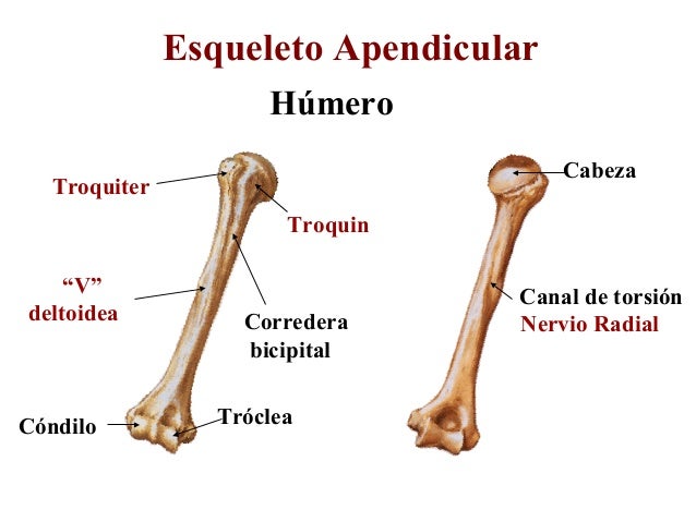 EL SISTEMA ESQUELÉTICO . INFORMACIÓN MUY IMPORTANTE