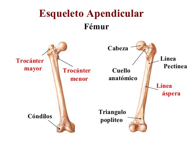 EL SISTEMA ESQUELÉTICO . INFORMACIÓN MUY IMPORTANTE