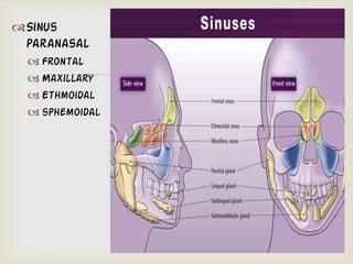 2. fisiologi sistem respirasi | PPTX