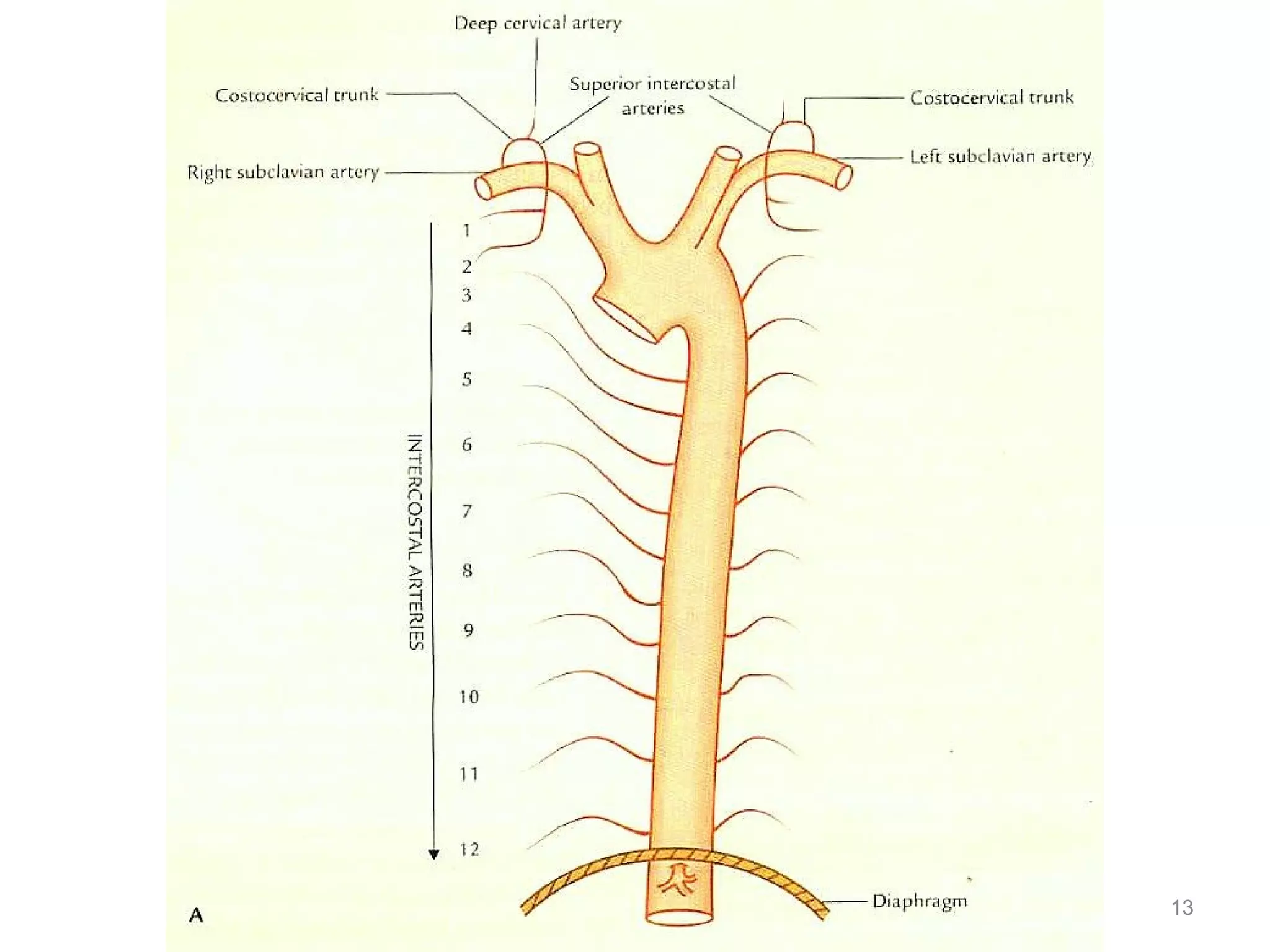 thorax intercostal space | PPT