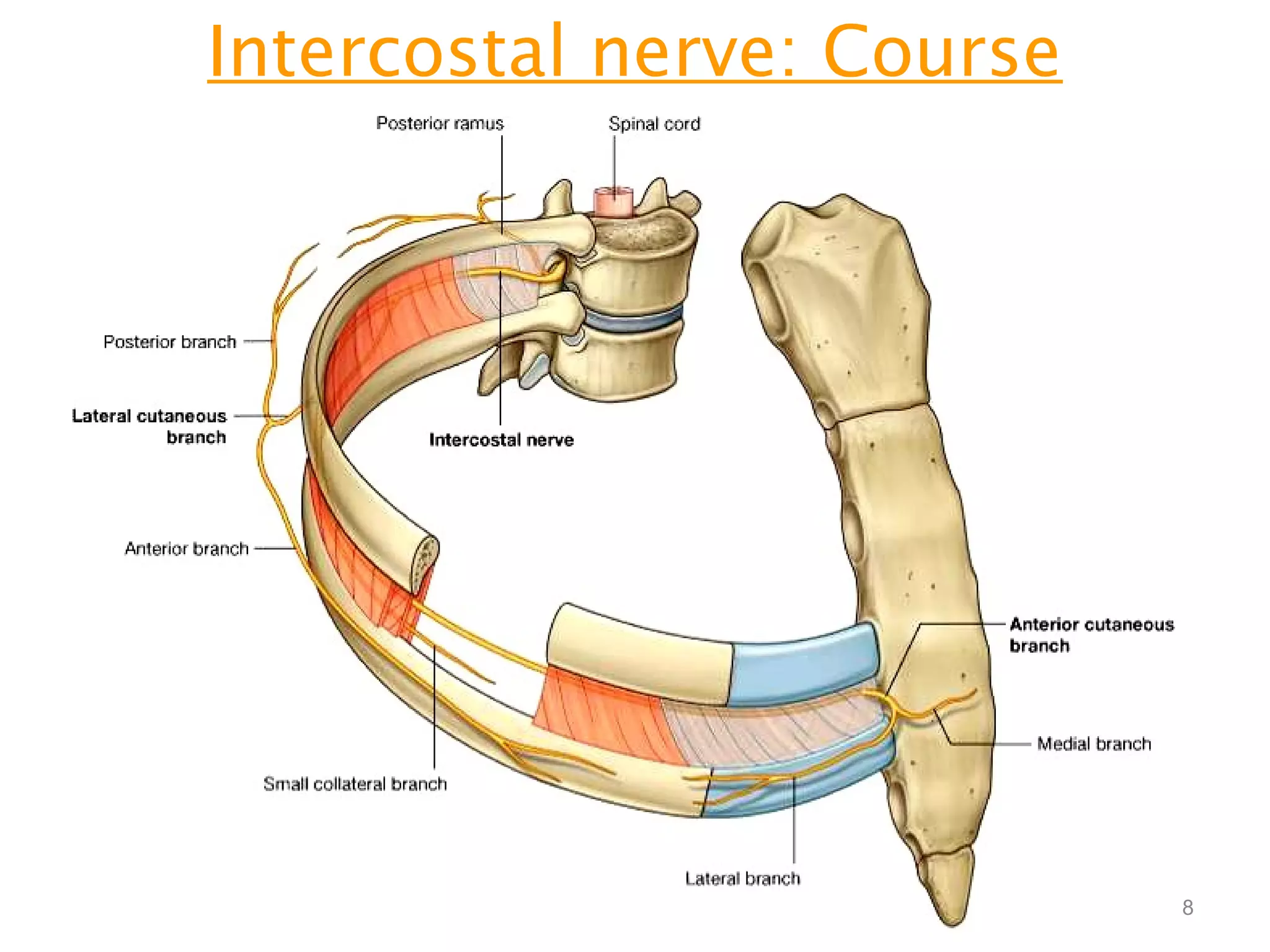 thorax intercostal space | PPT