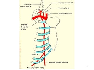 thorax intercostal space | PPT