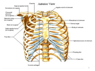 thorax intercostal space | PPT