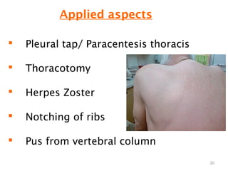 thorax intercostal space | PPT
