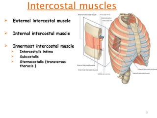 thorax intercostal space | PPT