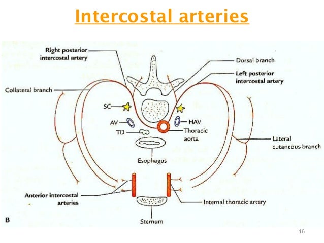 thorax intercostal space