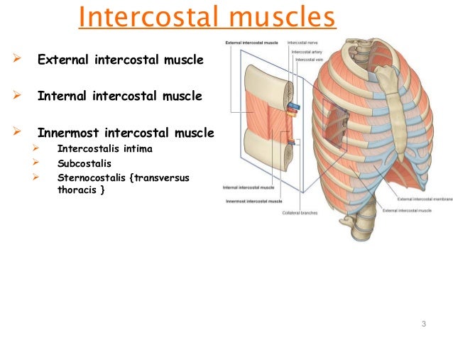 thorax intercostal space