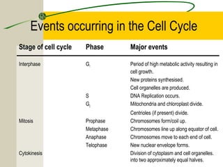 2.5 cell division | PPT